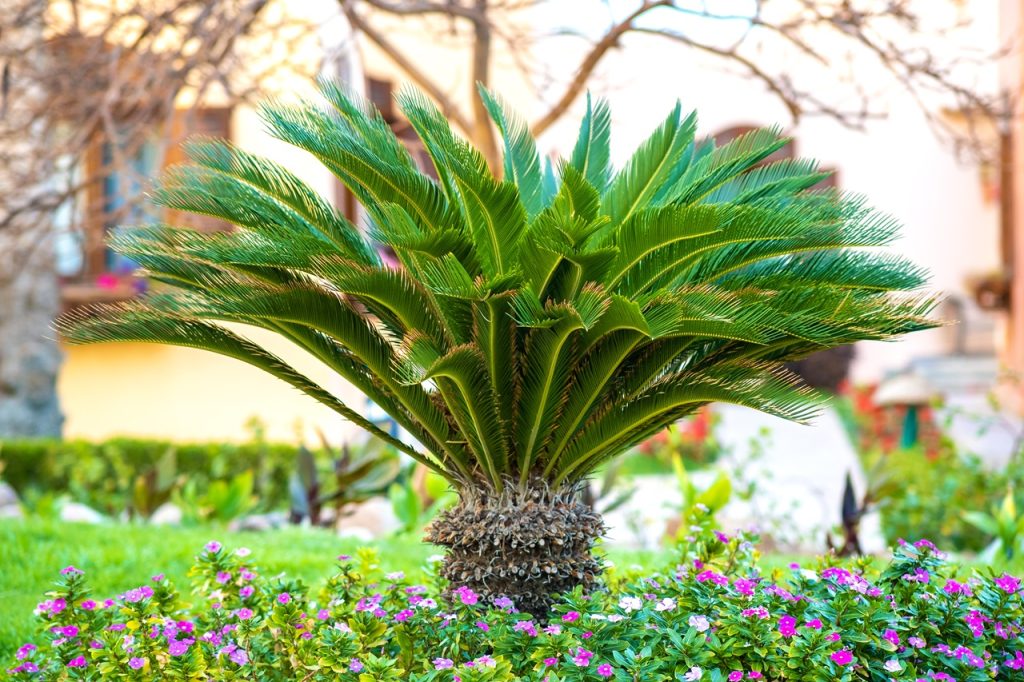 Comment bien planter le palmier cycas ? – Mon Petit Jardin